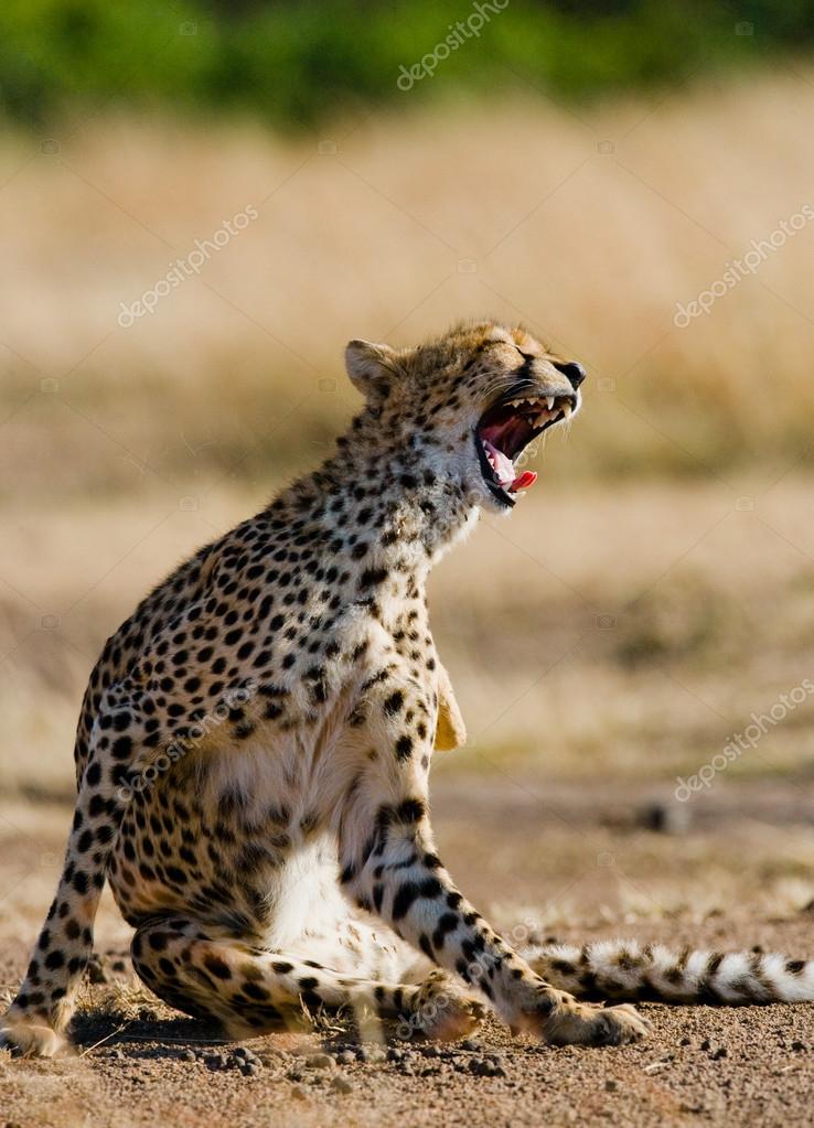 One Cheetah in its habitat Stock Photo by ©GUDKOVANDREY 96097178