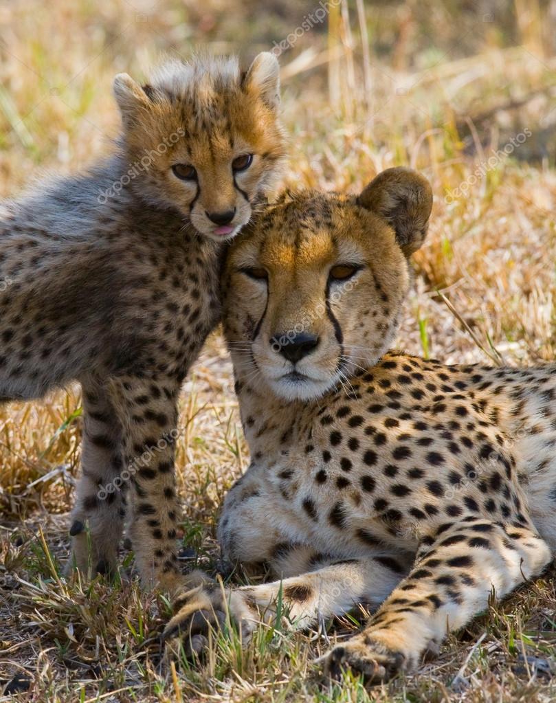 Mother Cheetah with her cub — Stock Photo © GUDKOVANDREY #96098244