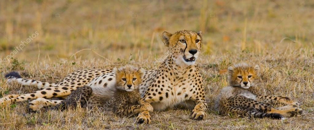 Mother Cheetah with her cubs — Stock Photo © GUDKOVANDREY #96098290