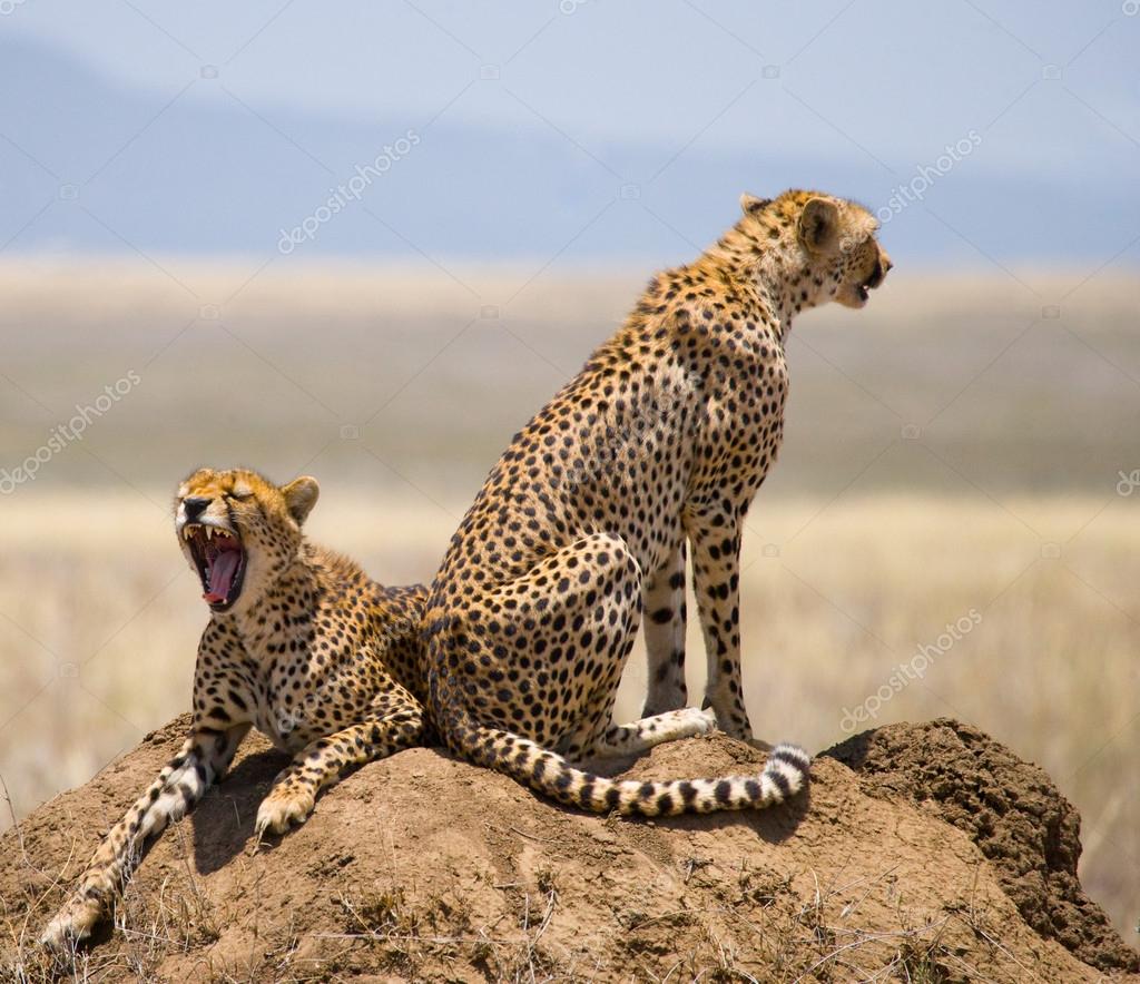 Two cheetahs in its habitat Stock Photo by ©GUDKOVANDREY 96098824