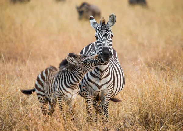 Hoofed animals Stock Photos, Royalty Free Hoofed animals Images ...