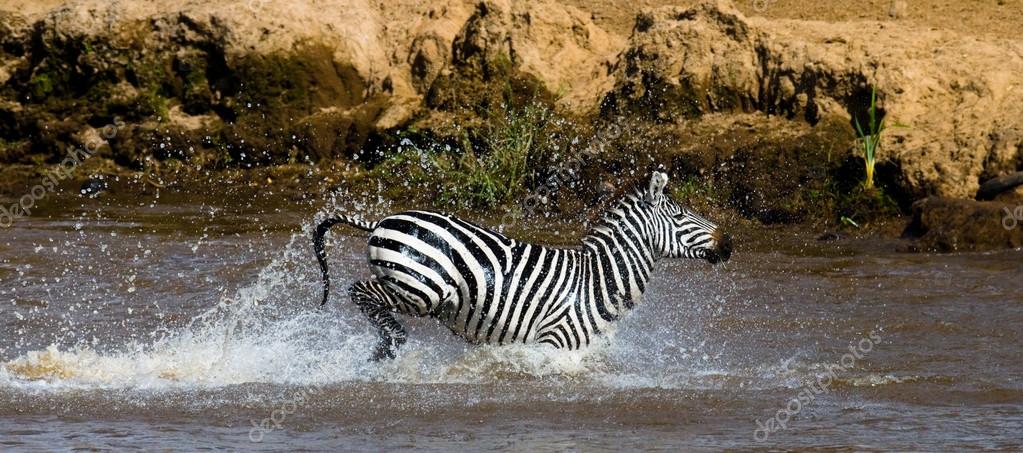 Zebra crossing the river Mara. — Stock Photo © GUDKOVANDREY #96921642