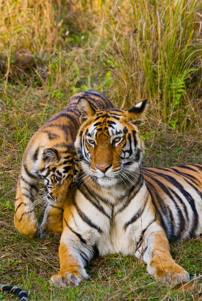 Cub and mother tiger — Stock Photo © GUDKOVANDREY #98195688