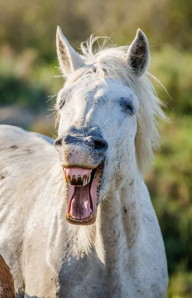 Burro riendo fotos de stock, imágenes de Burro riendo sin royalties ...