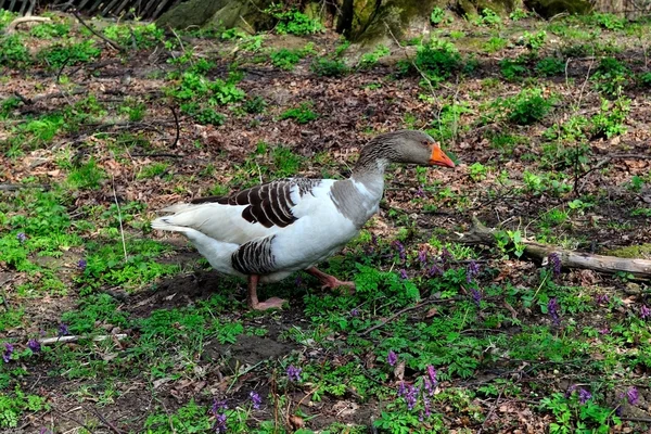 Pato florida Stock Photos, Royalty Free Pato florida Images | Depositphotos