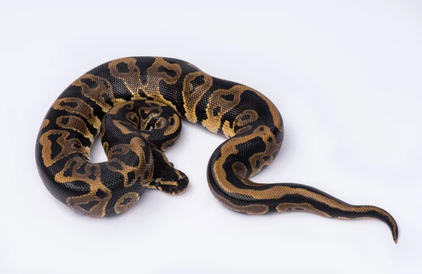 Python cabeza negra Stock Photos, Royalty Free Python cabeza negra ...
