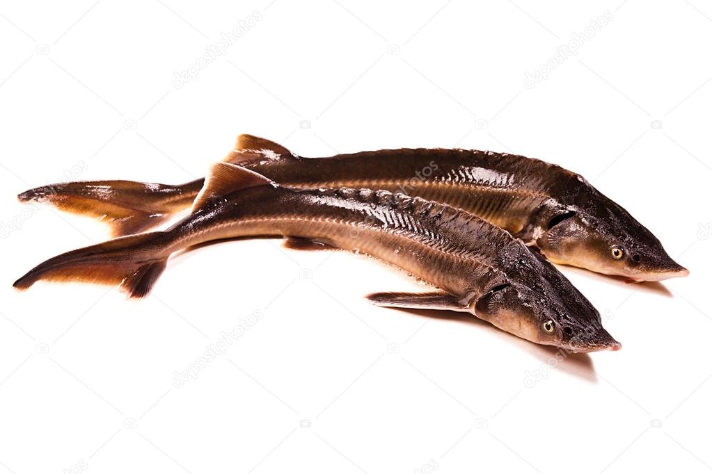 Dos peces de popa aislados en blanco. Sterlet es un pequeño esturión. 2024