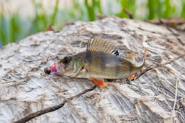 Perch fish Stock Photos, Royalty Free Perch fish Images | Depositphotos