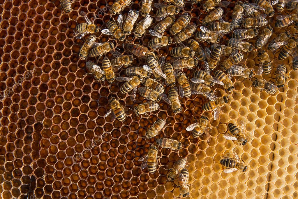 Bees inside a beehive with the queen bee in the middle Stock Photo by ...