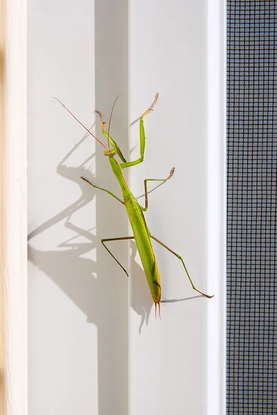 Insect screen sliding door Stock Photos, Royalty Free Insect screen ...