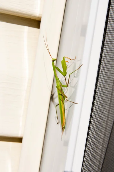 Insect screen sliding door Stock Photos, Royalty Free Insect screen ...