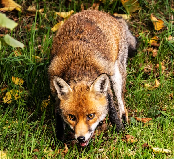 Fox beggar Stock Photos, Royalty Free Fox beggar Images | Depositphotos