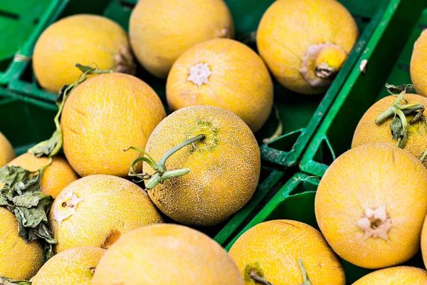 Israel melon Stock Photos, Royalty Free Israel melon Images | Depositphotos