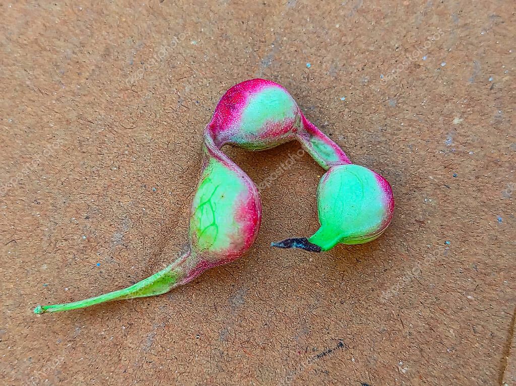 Tamarindo ayuda a mejorar la circulaci n sangu nea en el cuerpo y para hacer frente a la ...