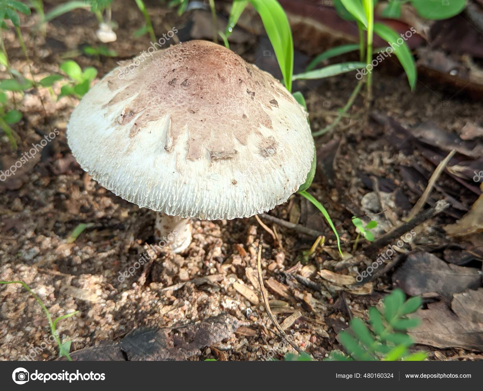 Beautiful Red Death Cap Orange Mushroom — Stock Photo © Arvind9974 ...