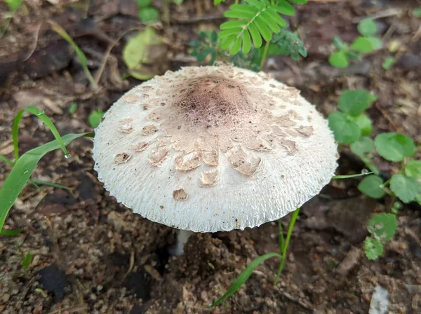 Seta de la india Stock Photos, Royalty Free Seta de la india Images ...