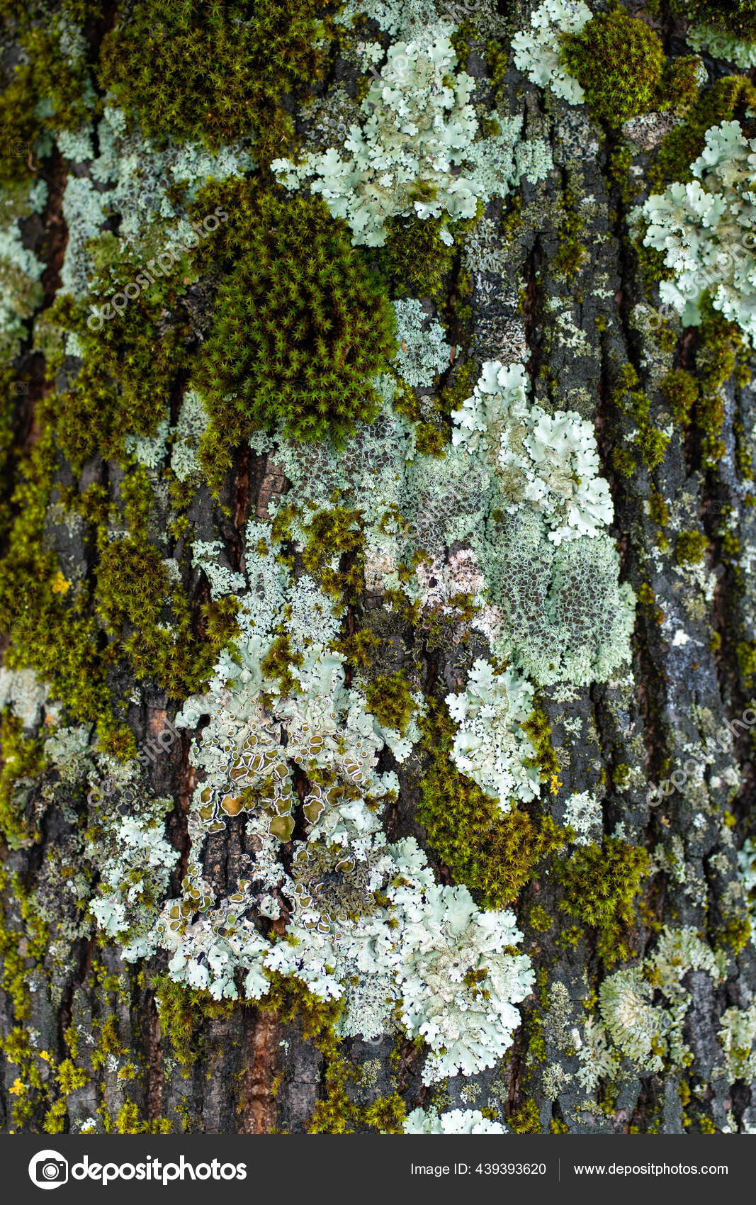 Tree Moss Types