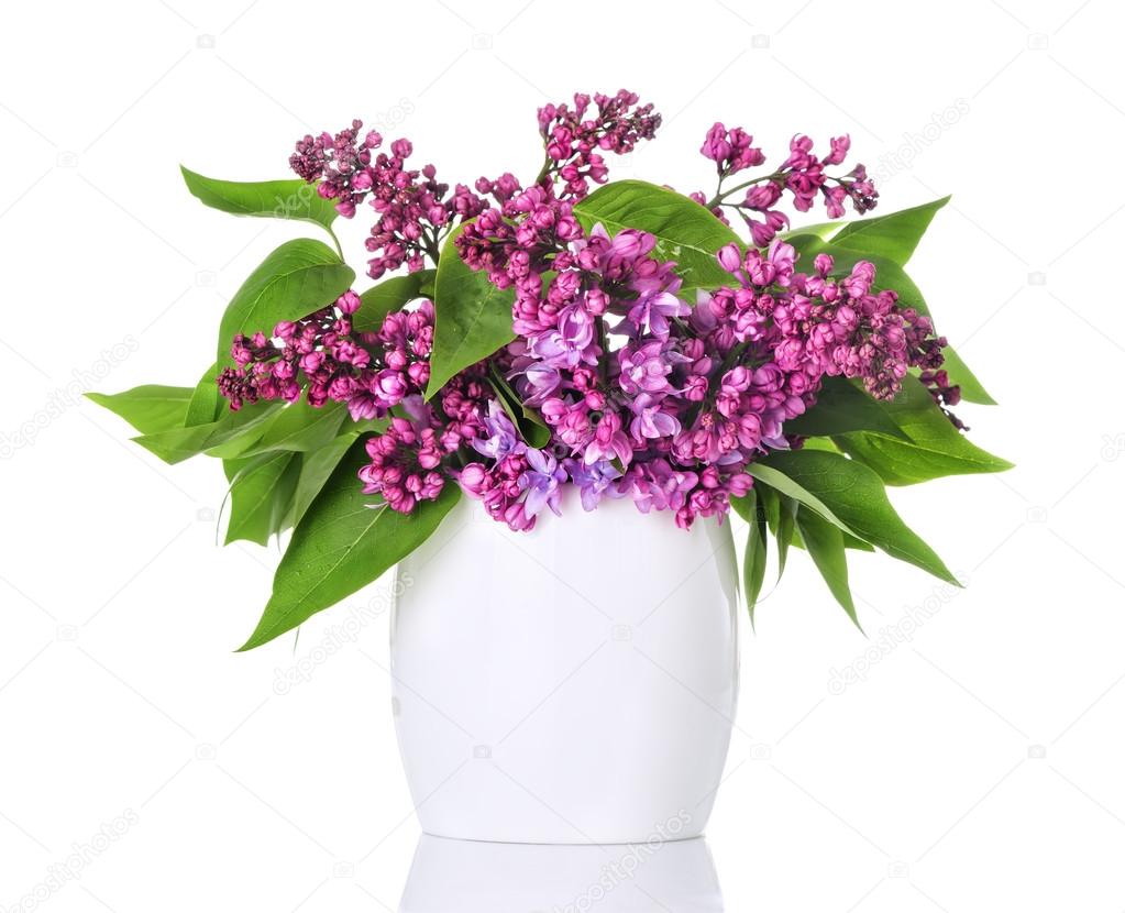 Lilac flowers in a white vase and isolated Stock Photo by ©iprachenko ...