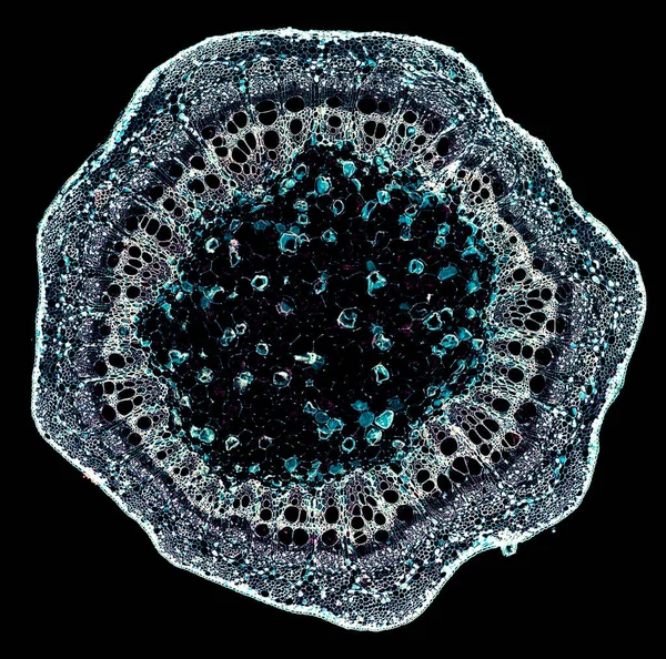 Vesiculaire Stock Photos, Royalty Free Vesiculaire Images | Depositphotos