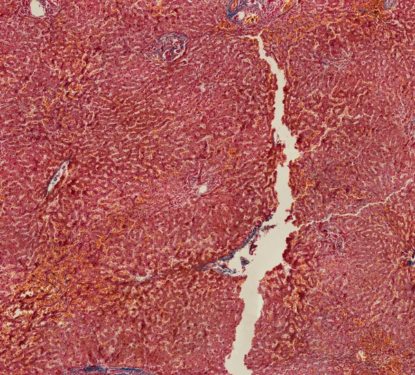 abstract wallpaper, cells tissue microscope shot - Stock Image - Everypixel