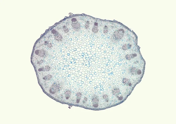 Human beta cell Stock Photos, Royalty Free Human beta cell Images ...