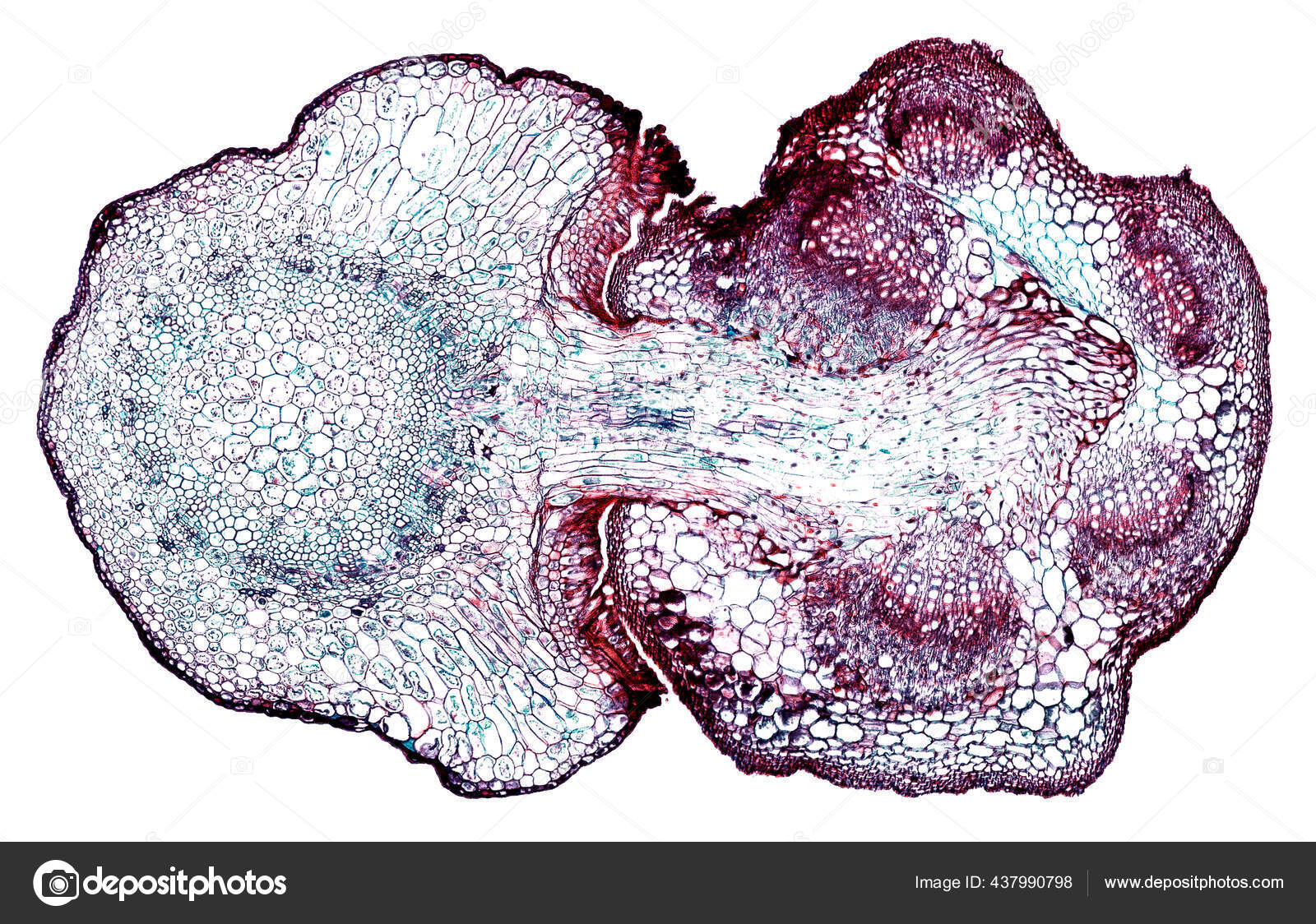 Microscope Shot Abstract Cell Element White Background — Stock Photo ...