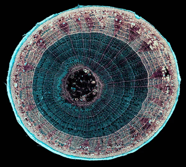 Xylem Cell Microscope