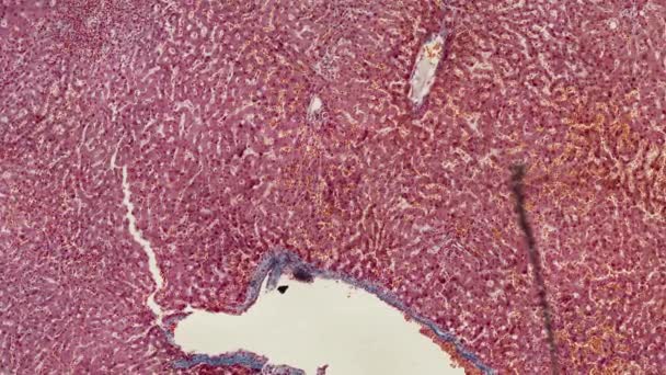 Moving Human Body Cells Microscope Footage — Stock Video © MikeRosecope ...