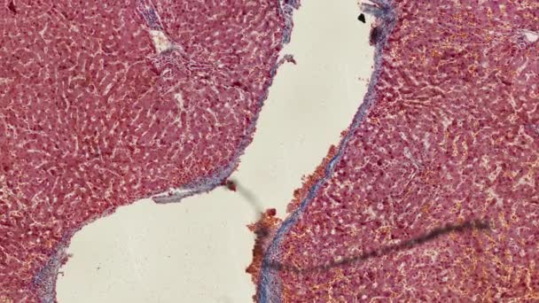 Moving Human Body Cells Microscope Footage — Stock Video © MikeRosecope ...