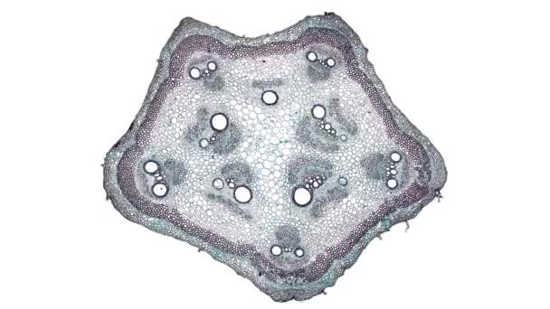 2,003 Cientifico elementos Videos, Royalty-free Stock Cientifico ...