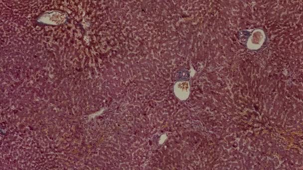 Moving Human Body Cells Microscope Footage — Stock Video © MikeRosecope ...