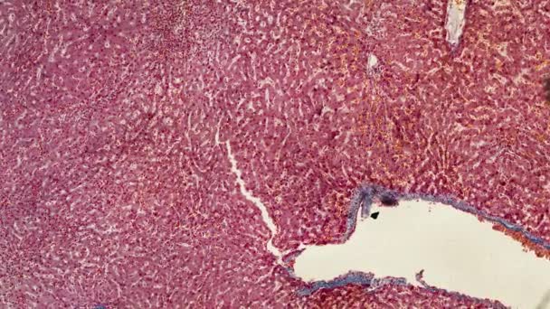 Moving Human Body Cells Microscope Footage — Stock Video © MikeRosecope ...