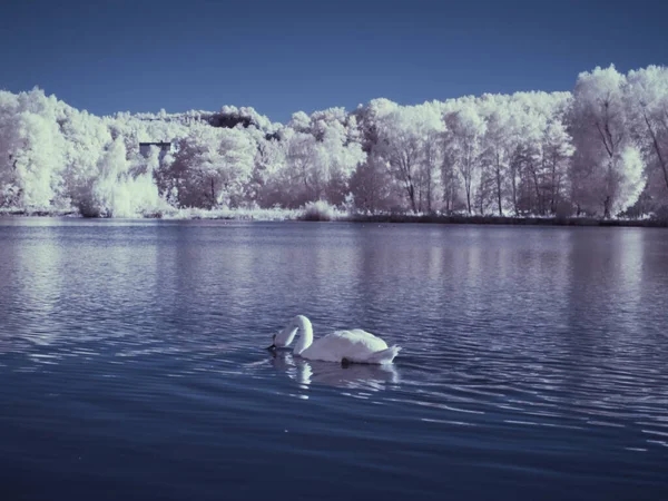 fotografía infrarroja - ir foto de paisaje con árbol bajo el cielo con ...