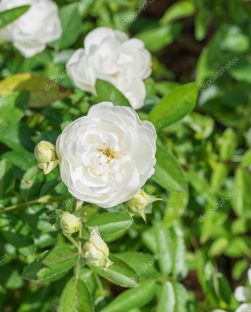 Natural White Rose Flowers Photos | Best Flower Site