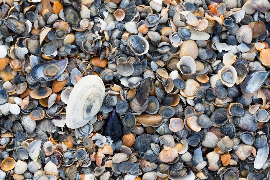 Una amplia variedad de conchas marinas muestran textura y color en una ...