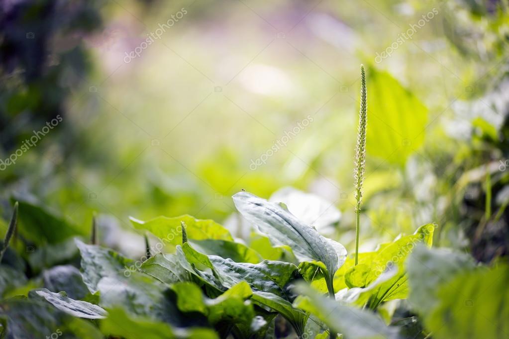 Plantain herb and its bloom Stock Photo by ©agephotography 115471958