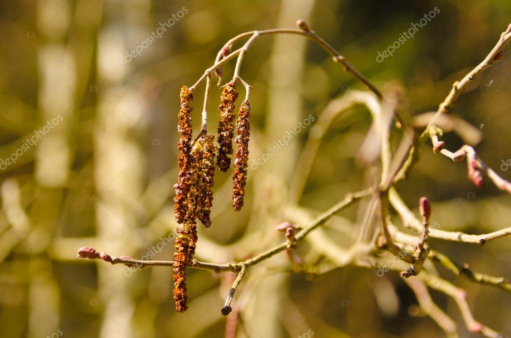 Catkins on alder, spring seeds on a tree in the woods — Stock Photo ...