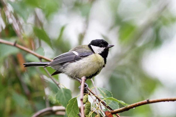 Baby great titmouse bird sitting on a branch — Stock Photo © accept001 ...
