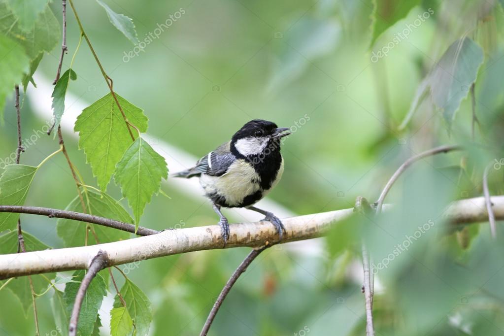 Baby great titmouse bird sitting on a branch — Stock Photo © accept001 ...