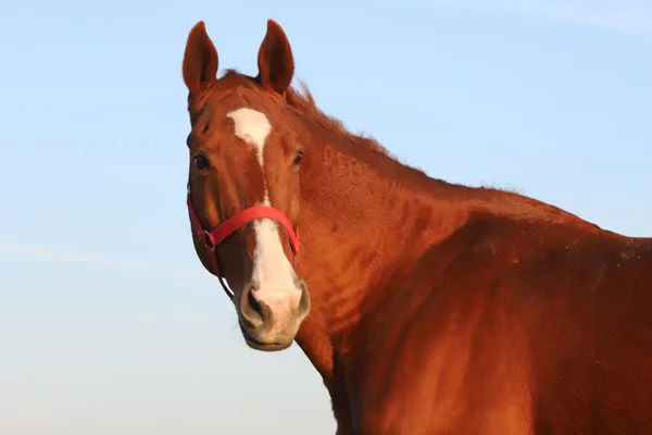 Head shot portrait of a thoroughbred stallion at sunset on meadow ...