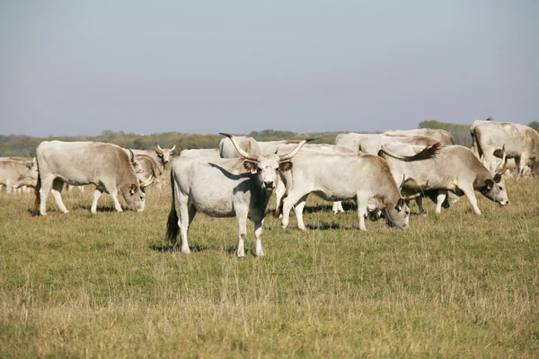 Gray cattle Stock Photos, Royalty Free Gray cattle Images | Depositphotos