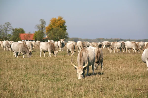 Bife do deserto Stock Photos, Royalty Free Bife do deserto Images ...