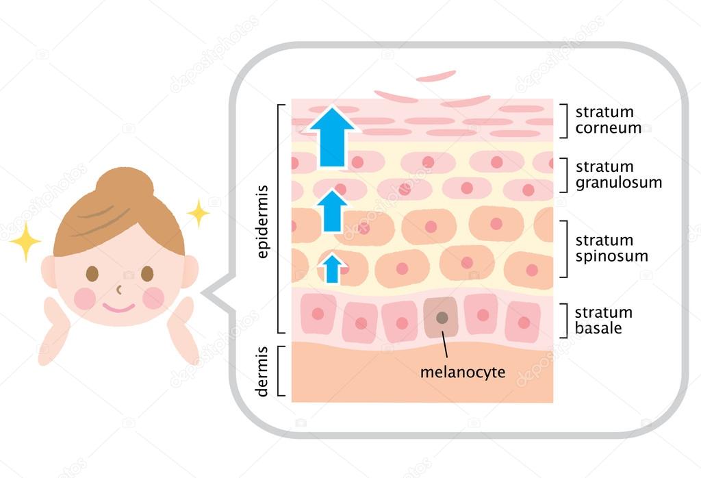 Infographic skin illustration. skin cell turnover — Stock Vector © mug5 ...
