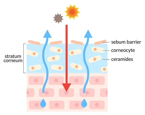 Skin layer Images - Search Images on Everypixel