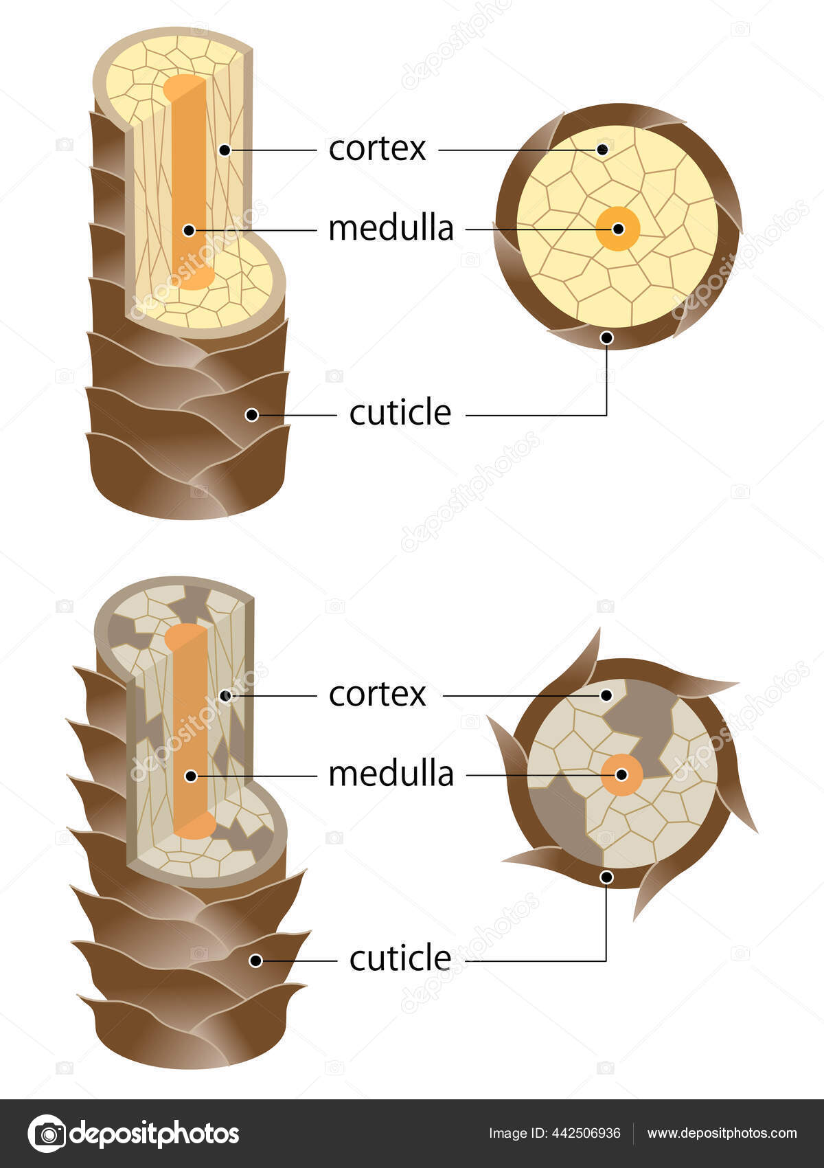 건강하고 머리카락 구조입니다 큐티클 Medulla Hair 관리와 개념으로 이루어져 스톡 벡터 - ©mug5 442506936