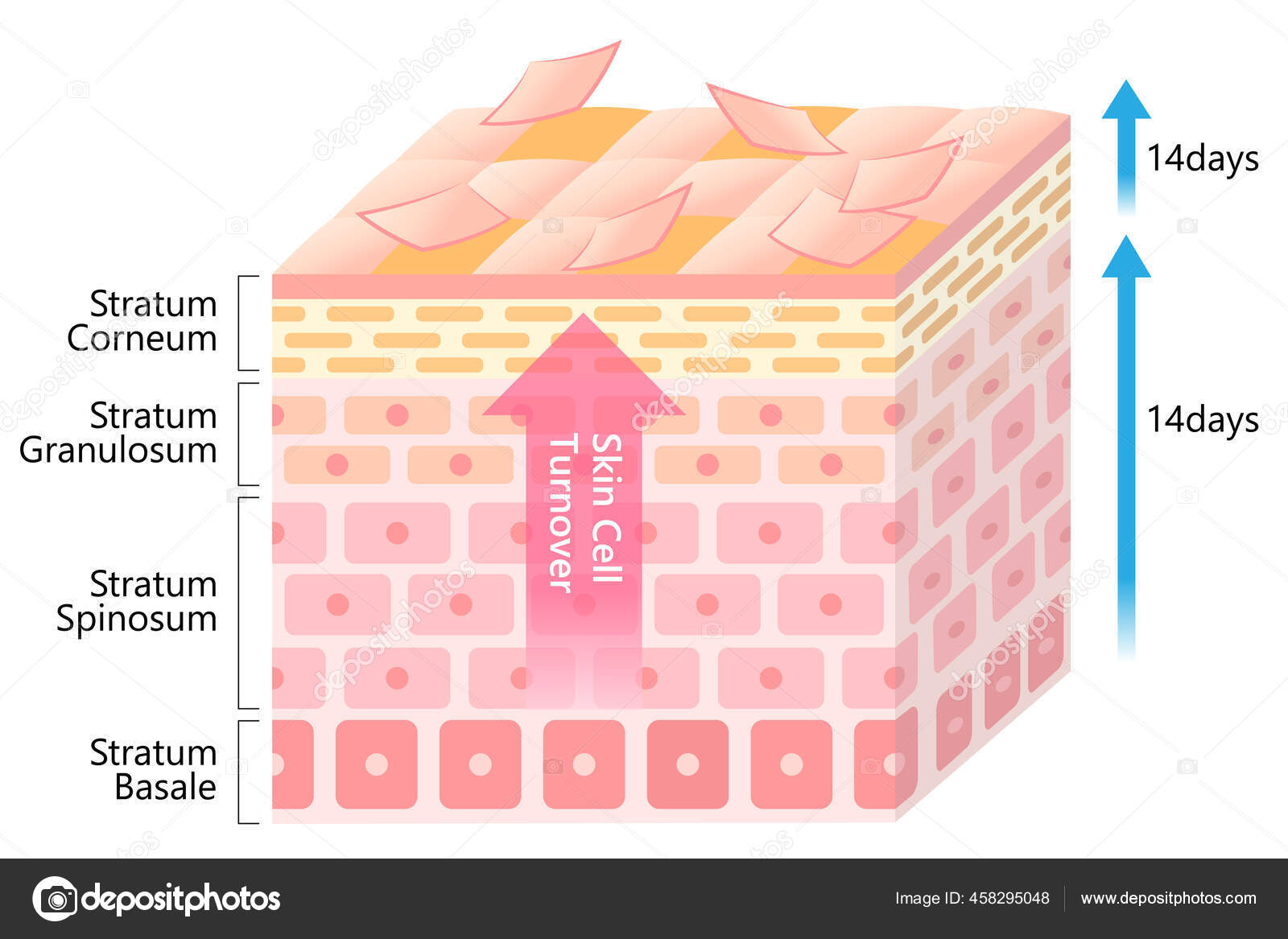 Skin Cell Turnover Process Illustration Skin Care Beauty Concept Stock ...
