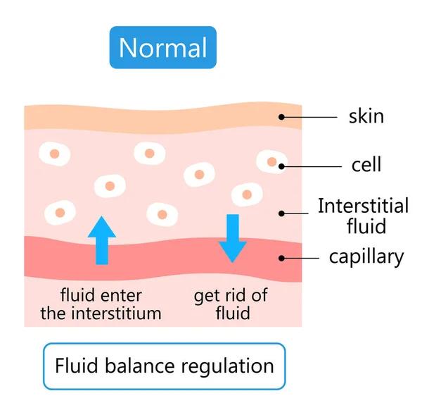 Body fluids Vector Art Stock Images | Depositphotos