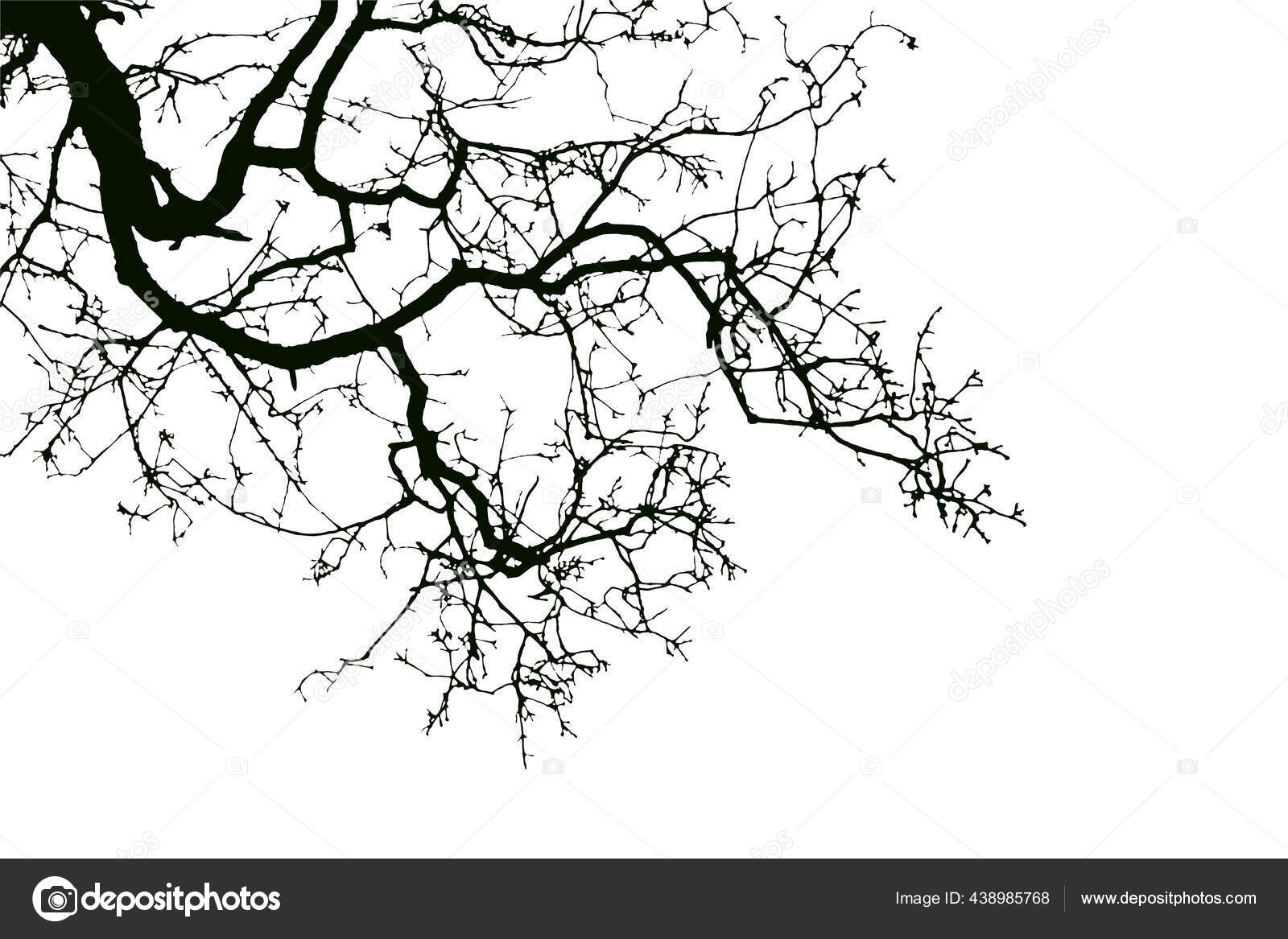 Oak Tree Branch Silhouette