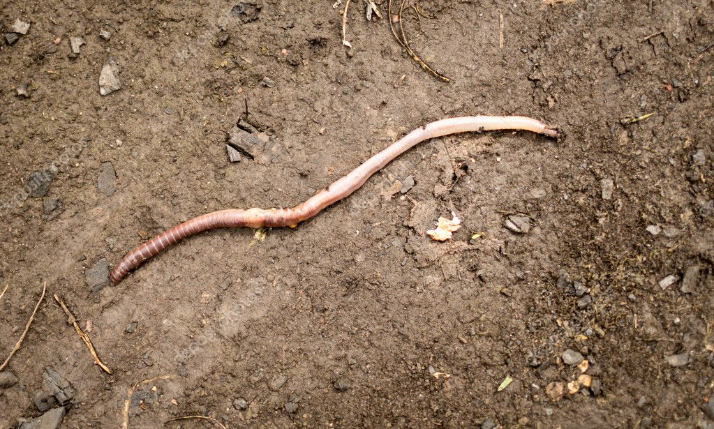 Large Earthworm on Mud — Stock Photo © johndwilliamsUK #73313805