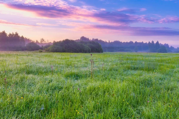 Calm and tranquil place with untouched wild meadow at sunrise — Stock ...